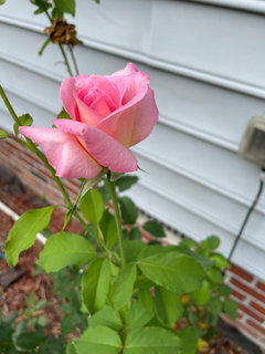 Anyone have any experience with "Perfume Factory" rose? | Houzz Forum