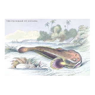 The Pacamah of Guiana, 20" x 30" - Prints And Posters - by Buyenlarge ...