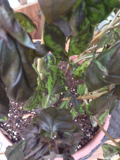 Basil plant that got hit badly by frost | Houzz Forum