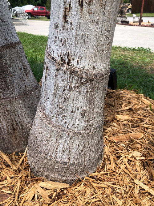 cracks in bottom of foxtail palm trunk? | Houzz Forum