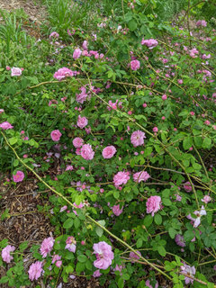 Rose identification help please?