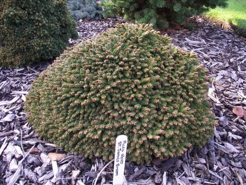 Picea abies - miniature cultivars...more or less!