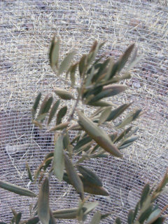 olive trees are dying!