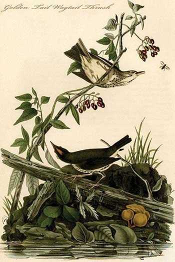 Golden Tail Wagtail Thrush, 12" x 18" - Traditional - Prints And ...