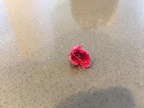 Matsubara Red bloom deformity question for Embothrium