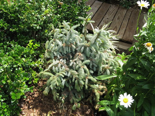 sick globe blue spruce