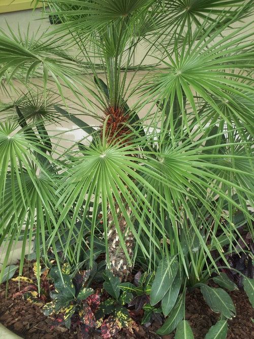 Identify Palm tree