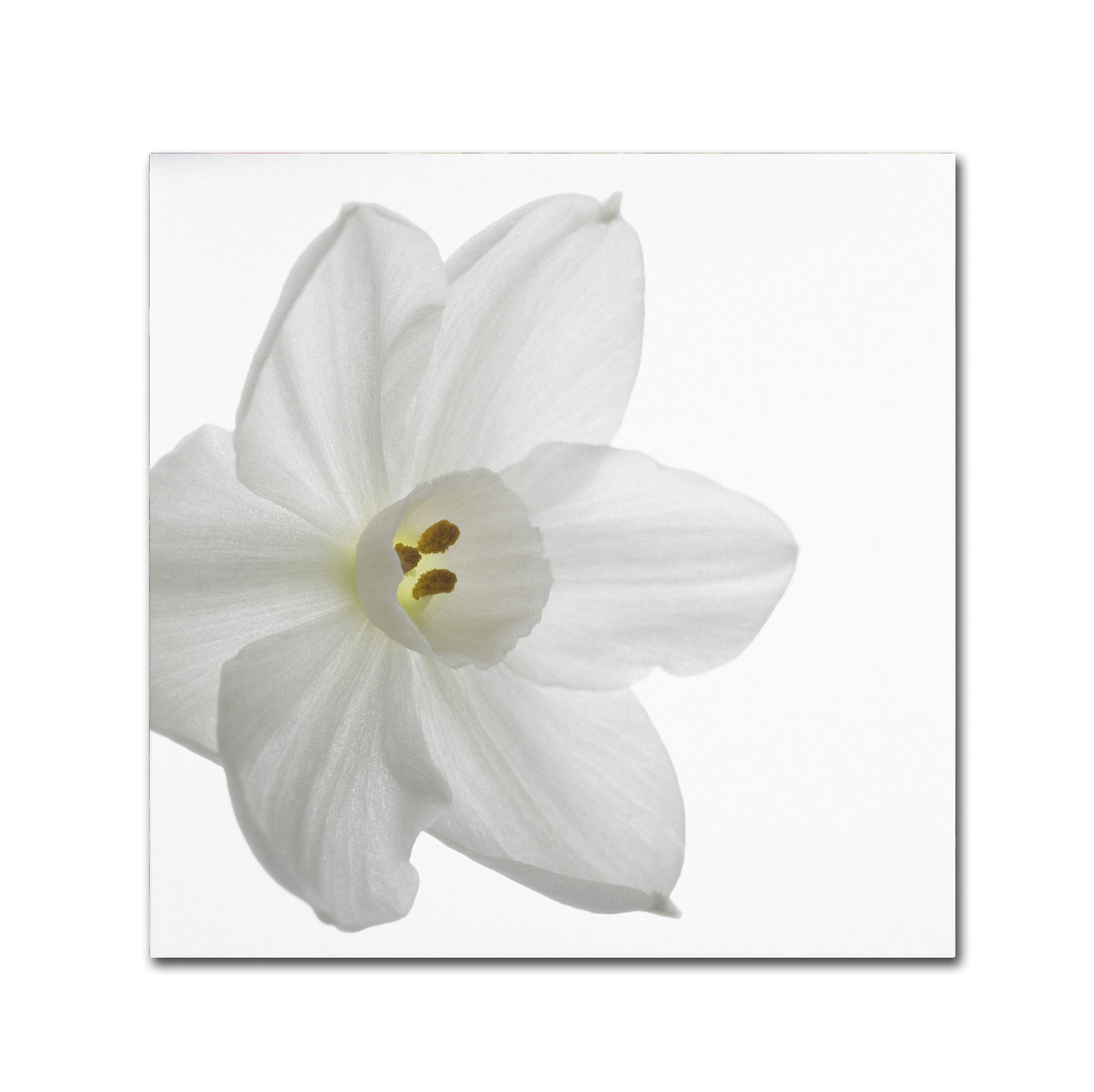 'Paper White' Canvas Art by Kurt Shaffer, 18" x 18" - Traditional ...