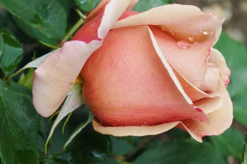 Stephen Rulo and Co.