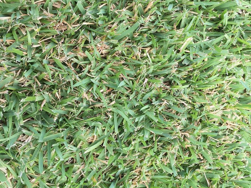What's wrong with my lawn?