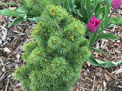 Pusch Dwarf Norway Spruce - Cutest conifer ever!