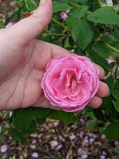 Rose identification help please?