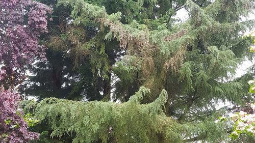 HELP: Is my hemlock dying? | Houzz Forum