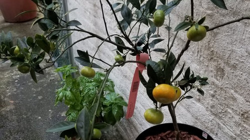 Kishu mandarins starting to ripen