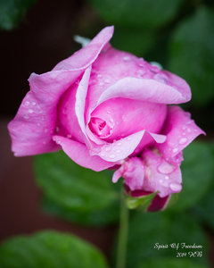 Sprit of Freedom rose