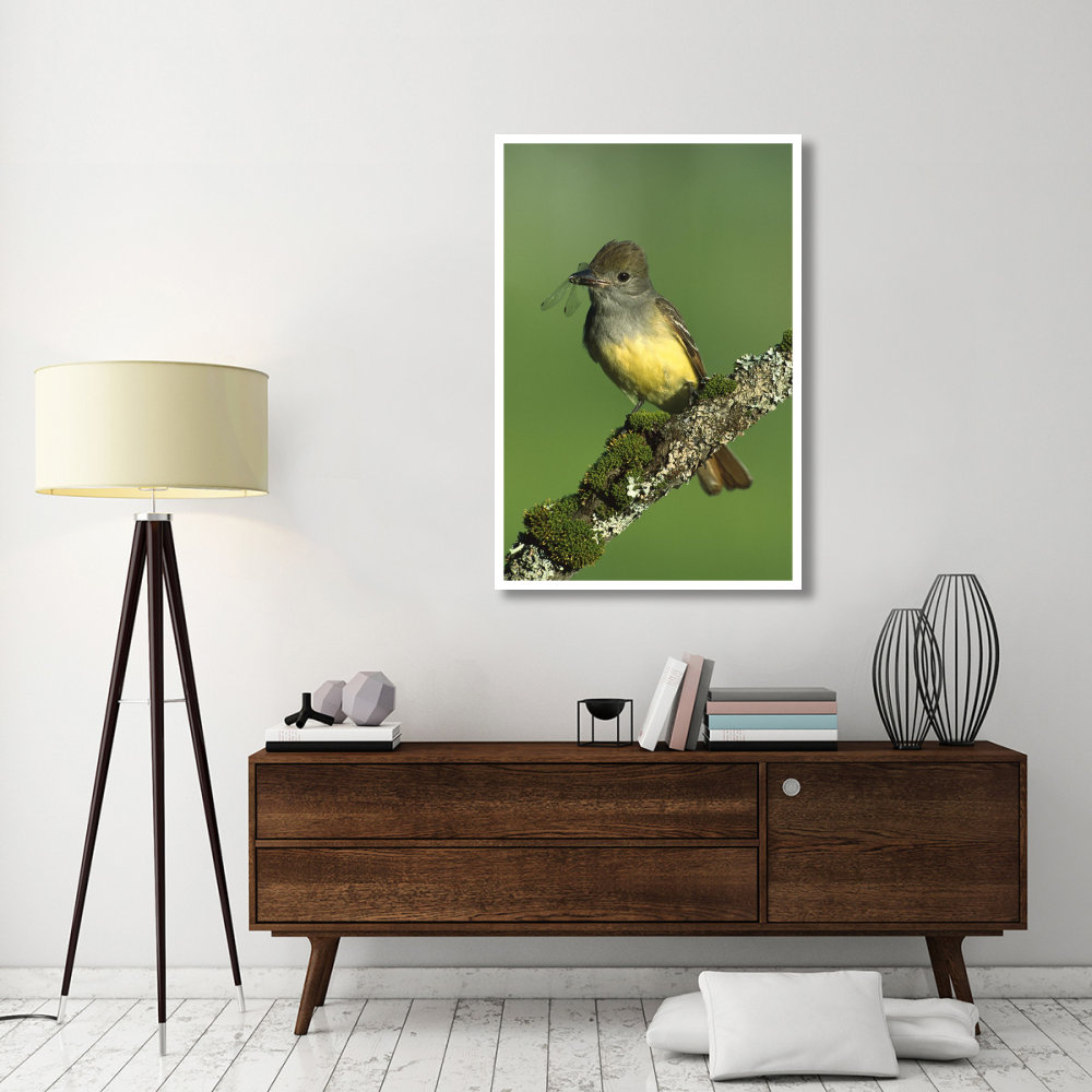 "Great Crested Flycatcher with insect, Adirondack Mountains" Paper Art ...