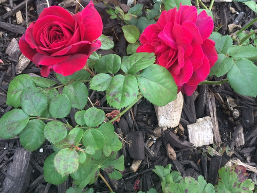 Red lovers check out Gypsy Soul