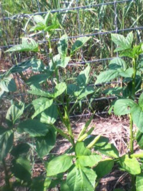 Cluster Bean/ Guar Bean