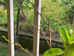Citrus twig dieback