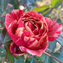 Show Your Stripes rose