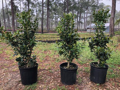 oakland or oakleaf holly, Ilex x Conaf - Anyone have info?
