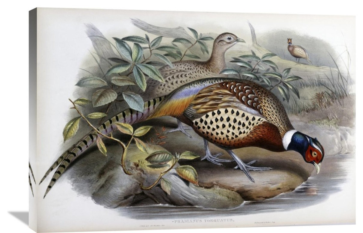 "Chinese Ring-Necked Pheasant" Artwork, 16" x 11", 36" x 24.876 ...