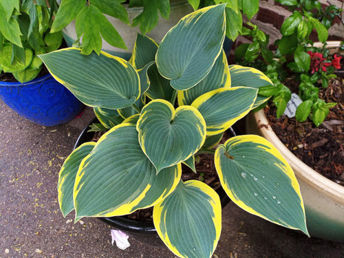 Spring Hosta Photos!