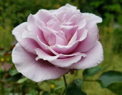 Trying to find a 'Sterling' rose bush