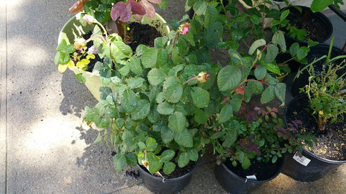 MEIclusif Dee-Lish hybrid tea rose