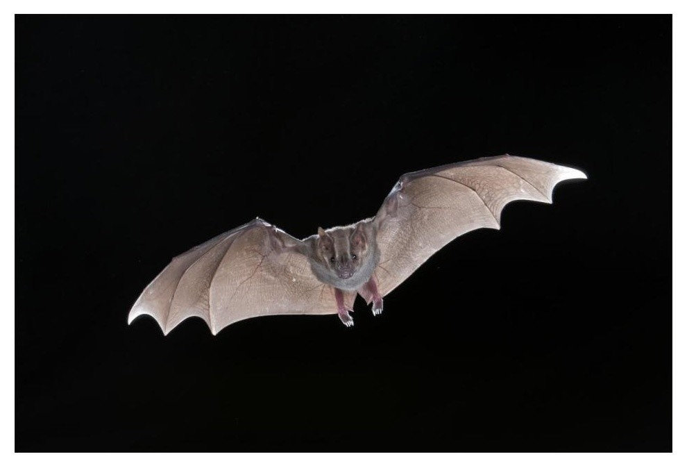 "Jamaican Fruit-eating Bat flying, Michigan" Print by Steve Gettle, 20 ...