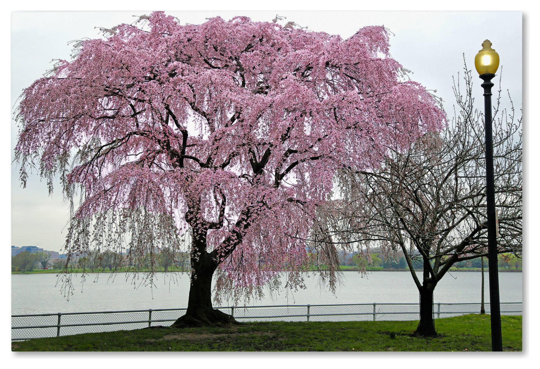 CATeyes 'Cherry Tree' Canvas Art, 30x47 - Traditional - Prints And ...