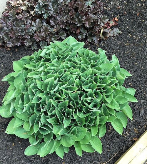 A Few More Early Hosta Pics