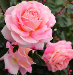 True bloom Roses