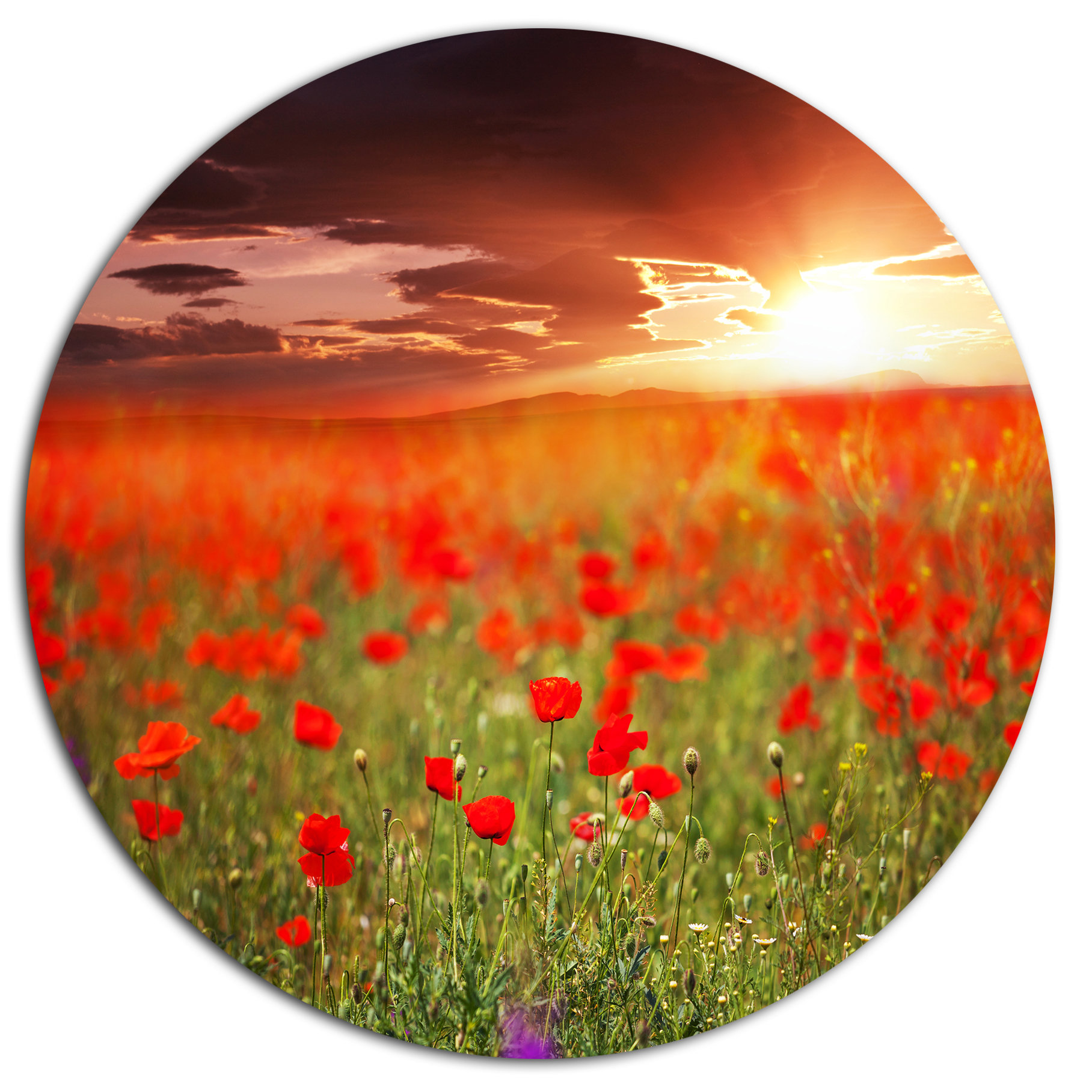 Wild Poppy Flowers At Cloudy Sunset, Flower Disc Metal Wall Art, Disc ...