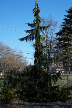 Looking for stately narrow conifers