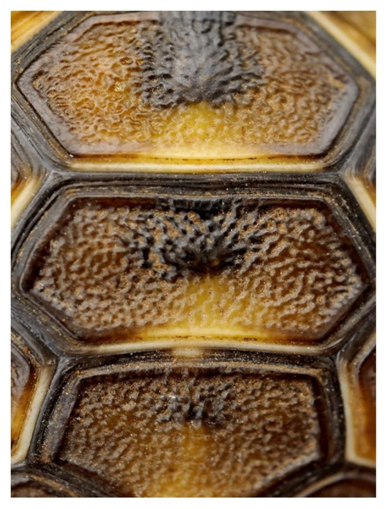 "Carapaced Motif II" Fine Art Piece, 30"x40" - Contemporary - Paintings ...