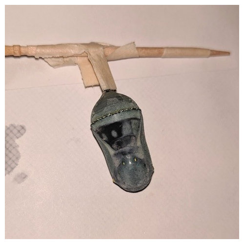 Oh no! Infected Monarch Chrysalis - Experts please...