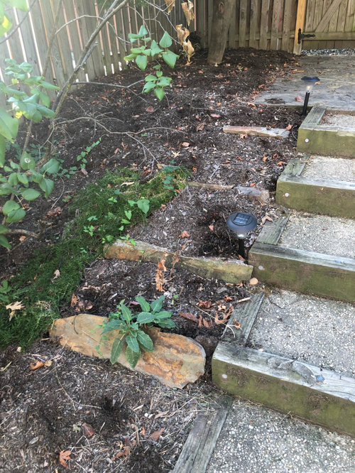 what to plant along these steps?