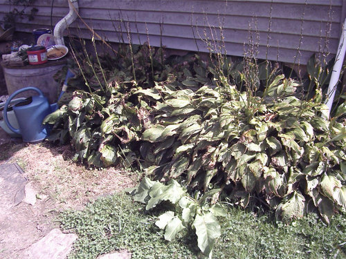 Starting a new Hosta garden - reverting, tissue culture, health...
