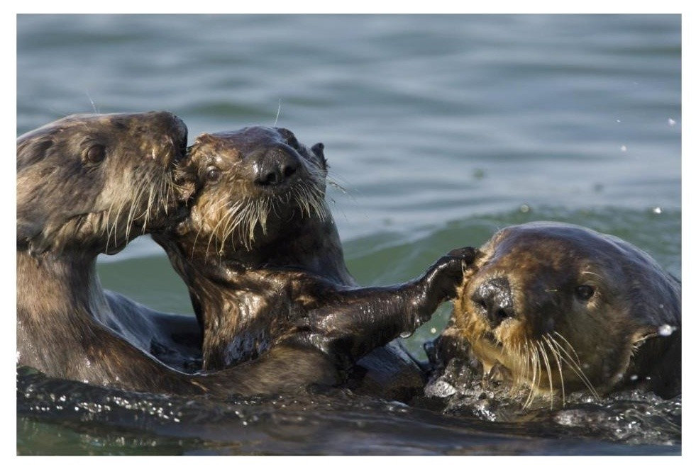 "Sea Otter male chasing mother with pup, Monterey Bay" Paper Art, 32 ...