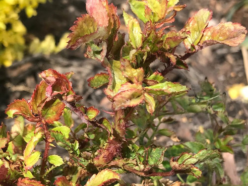 knockout rose problems