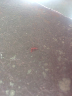 tiny worms but really red in color. parasite or red worm.
