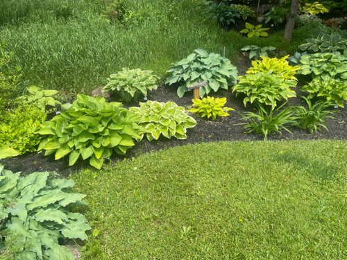 More Happy Hosta beds part 1