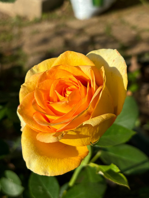 St. Patrick rose the only non-fading yellow rose? | Houzz Forum