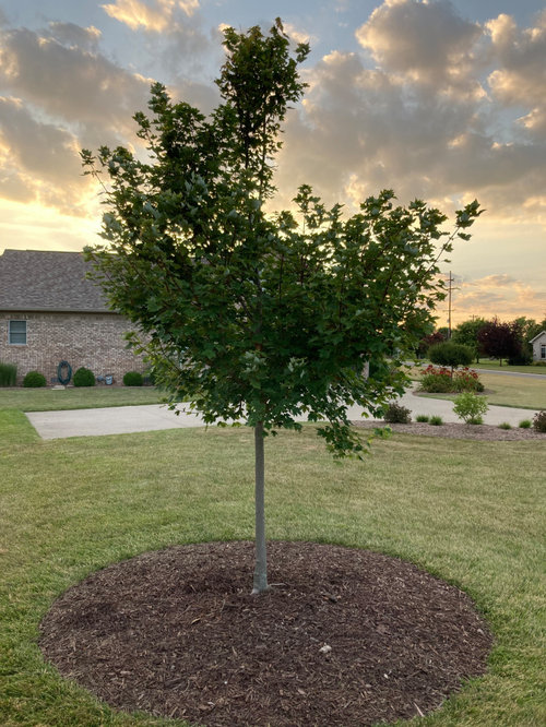 Red Pointe Maple sunscald?