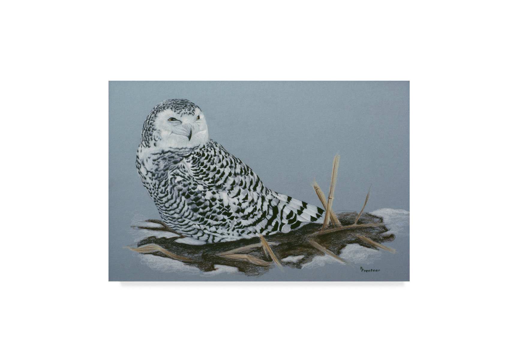 Rusty Frentner 'Owl' Canvas Art, 24"x16" - Rustic - Prints And Posters ...