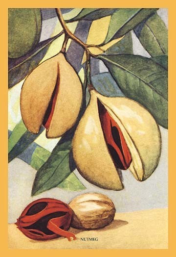 Nutmeg, 20" x 30" - Traditional - Prints And Posters - by Buyenlarge ...