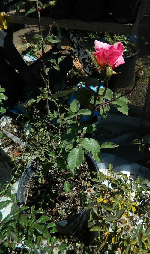 Moser Striped Rose, aka Rainbow