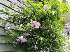 2019 Clem flower show