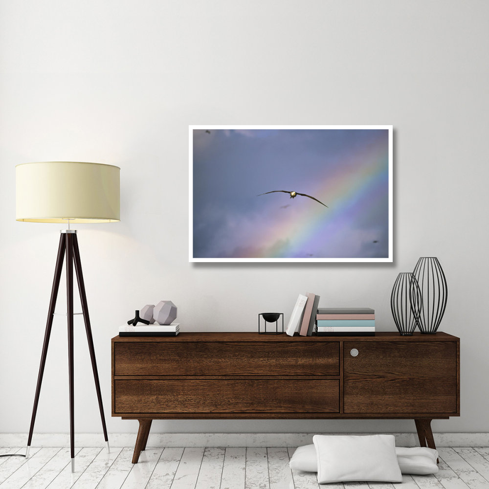 Waved Albatross Soaring Through Rainbow, Galapagos Islands, Ecuador ...